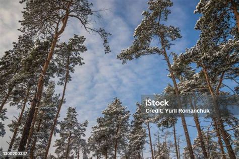추운 화창한 날에 겨울 소나무 숲 나무와 바닥에 눈이 겨울 숲 0명에 대한 스톡 사진 및 기타 이미지 0명 12월 1월 Istock