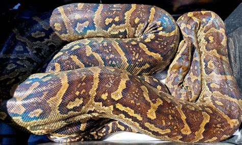 Indonesia Husband Finds Wife Dead Inside Belly Of Python