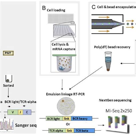 Approaches For Bcr And Tcr Repertoire Sequencing A Schematic Download Scientific Diagram