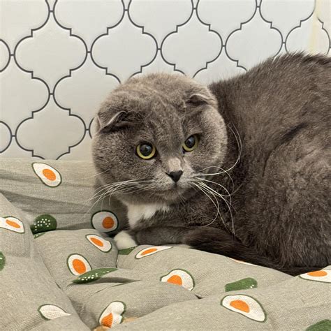 폴드 먼지 말티즈분양가격 말티푸분양가격 비숑프리제분양가격 미니비숑프리제분양가격 포메라니안분양가격 푸들분양가격 토이푸들분양가격 골든리트리버분양가격 래브라도리트리버분양가격