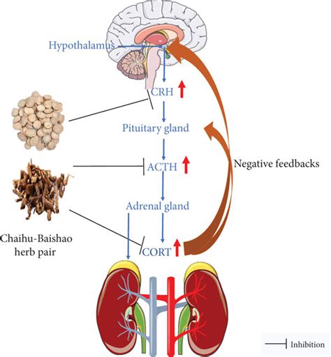 Active Compounds In Chaihu Baishao Regulate The Hpa Axis Hpa