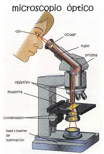 Partes Del Microscopio Artofit Partes Del Microscopio Artofit