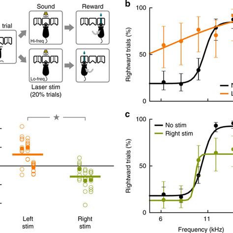 Activation Of Direct Pathway Posterior Striatal Neurons Biased