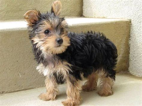 Teacup Yorkie Full Grown
