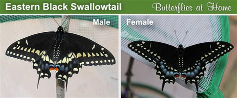 No Monarch But Ill Take A Black Swallowtail The Town Tavern Surftalk