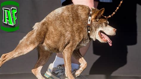 13 ყველაზე უშნო ძაღლი მსოფლიოში Youtube