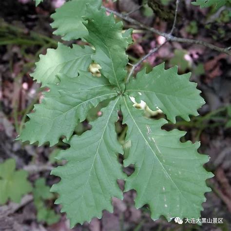 槲栎和槲树的区别 梓树和楸树的区别 山东槲叶粽子菠萝叶 第4页 大山谷图库