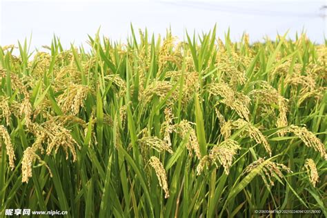 成熟的水稻摄影图 田园风光 自然景观 摄影图库 昵图网