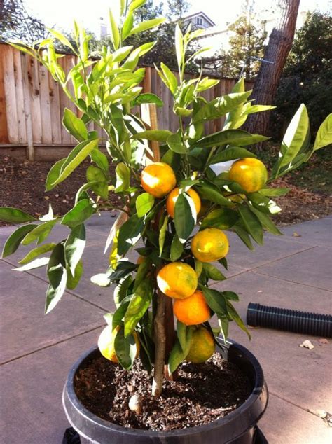 Owari Satsuma Mandarin Back To Life General Fruit Growing Growing