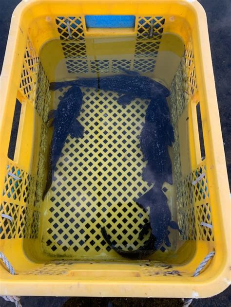 海上釣堀エサムール貝使ってみた フィッシング遊