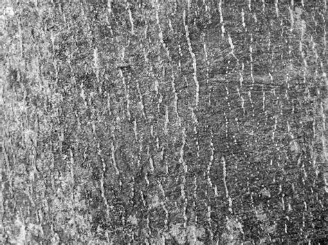 Tree Bark Texture Black And White Color Stock Photo Image Of Macro Forestry 188639070