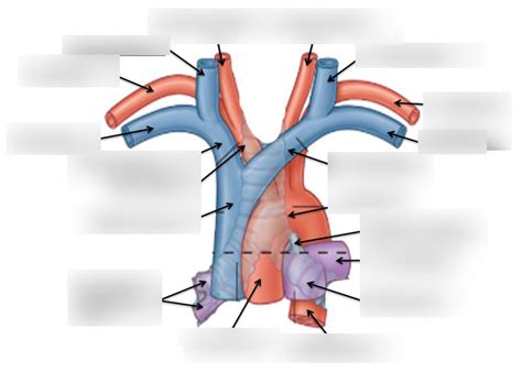 Aortic Arch Branches
