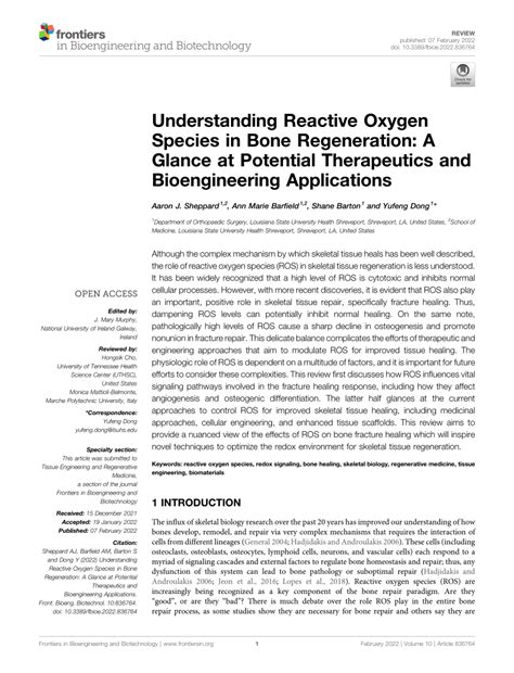 Pdf Understanding Reactive Oxygen Species In Bone Regeneration A Glance At Potential