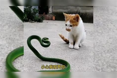 北方的朋友让让这是俺们东北猫你们南方的猫有那么厉害不 东北 南方 朋友