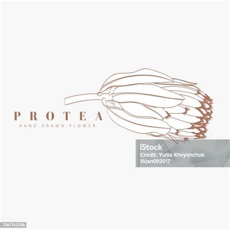 프로테아 꽃 표지판 또는 로고 템플릿 고급 타이포그래피와 복고풍 꽃 일러스트 여성스러운 로고 플로리스트 사진작가 패션 블로거 디자인 스튜디오를 위한 현대적인 로고 템플릿