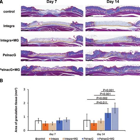 Analysis Of The Formed Granulation Tissue A Micrographs Of Download Scientific Diagram