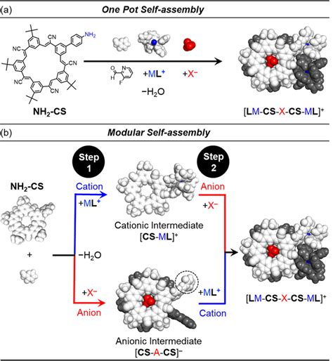 Schematic Summary Of The A One Pot And B Two Step Self Assembly Download Scientific Diagram