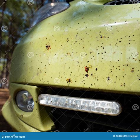 Dead Insects On The Front Of A Car Stock Image Image Of Economy Close 188265313