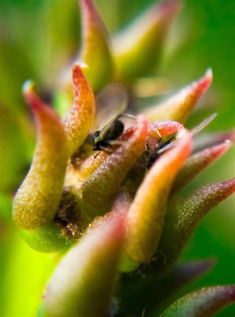 Aphids On A Cactus [oc] R Macroporn