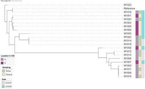 Staphylococcus Hominis Whole Genome Sequencing Wgs Dendrogram It Download Scientific Diagram