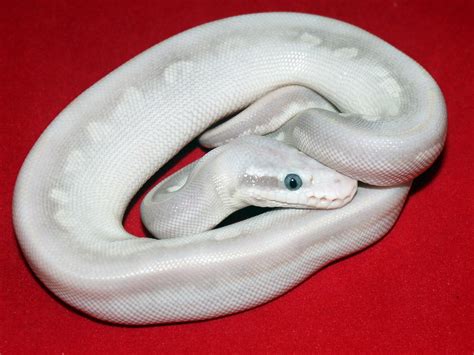 Bel Deep Purple Passion Ball Python By Great Ball Pythons Morphmarket