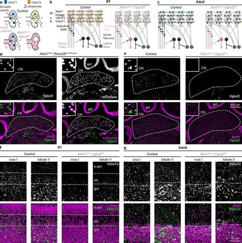 Study Shows Distinct Types Of Cerebellar Neurons Control Motor And Social Behaviors Lifeboat