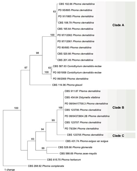 Parsimony Tree Obtained From A Heuristic Search With 100 Random Taxon