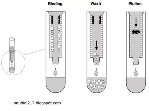 Hydrophobic Interaction Chromatography 1 Ppt