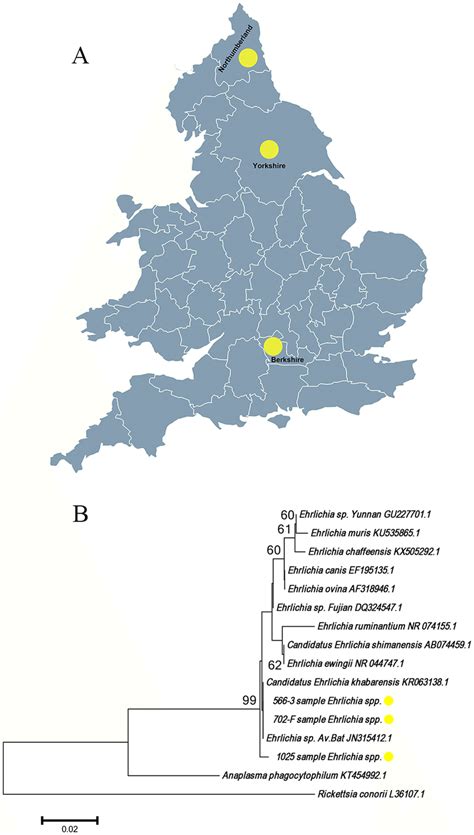 Detection And Analysis Of Ehrlichiaanaplasma Spp From Uk Bat Ticks Download Scientific