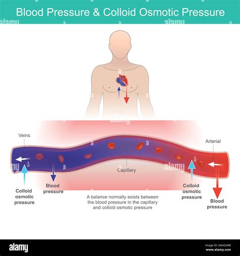 Osmotic Pressure Animation