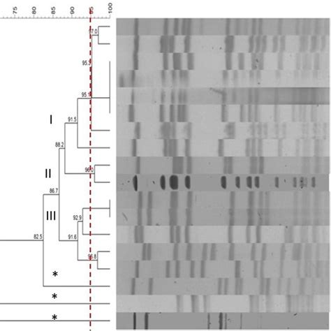 Primers Used In The Detection Of Staphylococcus Aureus Resistance Download Scientific Diagram