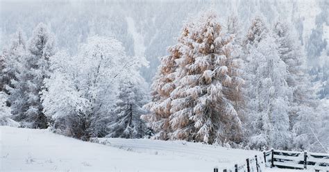 울타리와 나무가있는 눈 덮인 풍경 사진 Unsplash의 눈 이미지