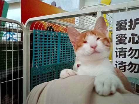 活泼甜心橘白妹妹免费领养 领养猫咪