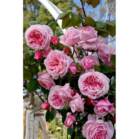 Kiss Me Kate Penfield Gardens Rose Nursery