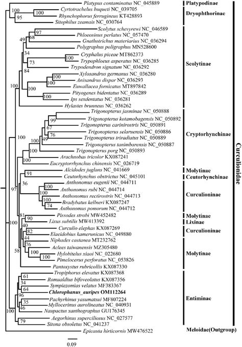 Iq Tree With The Maximum Likelihood Method Was Constructed Using 13 Pcg Download Scientific