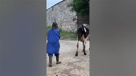 걸으면서 똥 지리는 젖소 Youtube