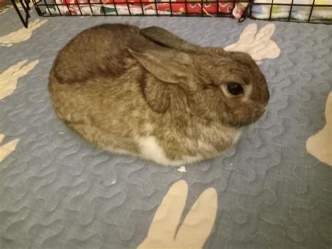Bunny Loaf Rrabbits