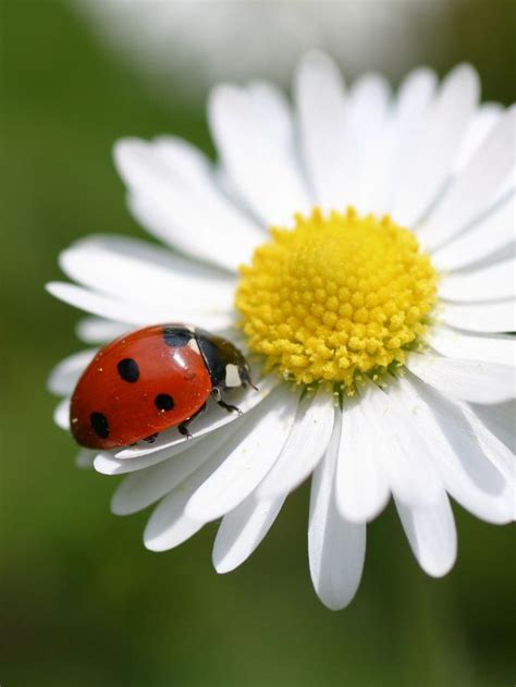 Symbolism Of A Lady Bug Good Luck Spiritual Ladybug Meaning