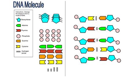 dna paper model cut color and paste nucleotides