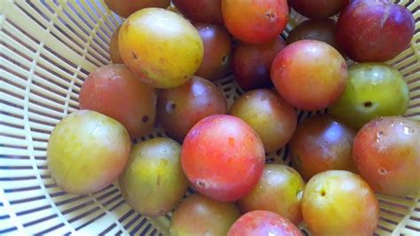 ქლიავის მურაბა Варенье из слив без косточек Сливовое варенье пятиминутка Youtube