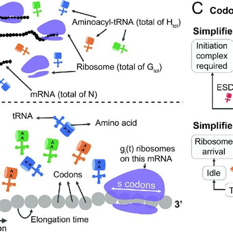 Overview Of The Whole Cell Translation Model Schematic Visualization