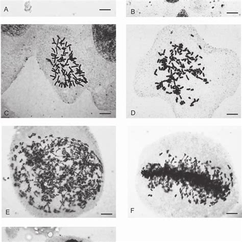 Mitotic A And Meiotic B Metaphase Of A Senecio Marotiri 2 N