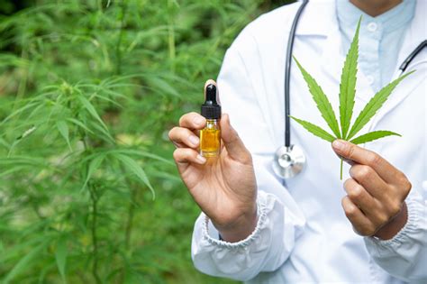 Cbd 대마 오일과 대마초는 의사의 손에 나뭇잎 연구원 배경과 대마초 나무 Cbd 대마 오일 대체 의학 자연 허브 의료 및 레크리에이션 산업에서 치료 0명에 대한 스톡 사진
