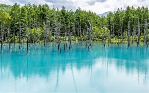 日本芝麻旅游青池