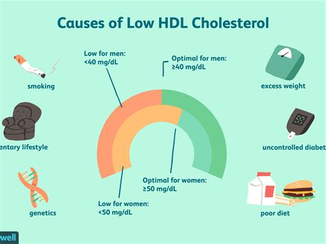 Cholesterol HDL LDL Normal Level