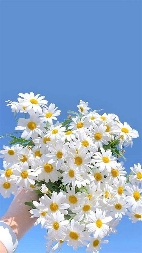 아이폰 여름 배경화면 감성 바다 꽃 네이버 블로그 Bi̇tki̇ Papatyalar Papatya