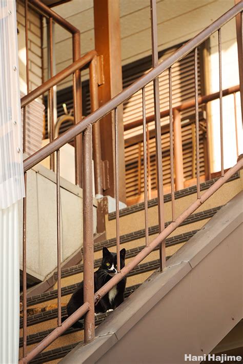 毎日が猫曜日 アパートの階段から