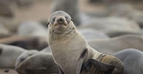 대서양 연안의 바다표범 서식지에 있는 바다표범 사진 Unsplash의 나미비아 이미지