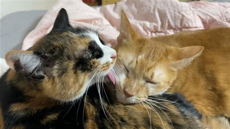 딸 그루밍 해주는 엄마 고양이 2 Youtube