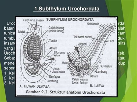 Konsep Filum Chordata Hewan Vertebrata